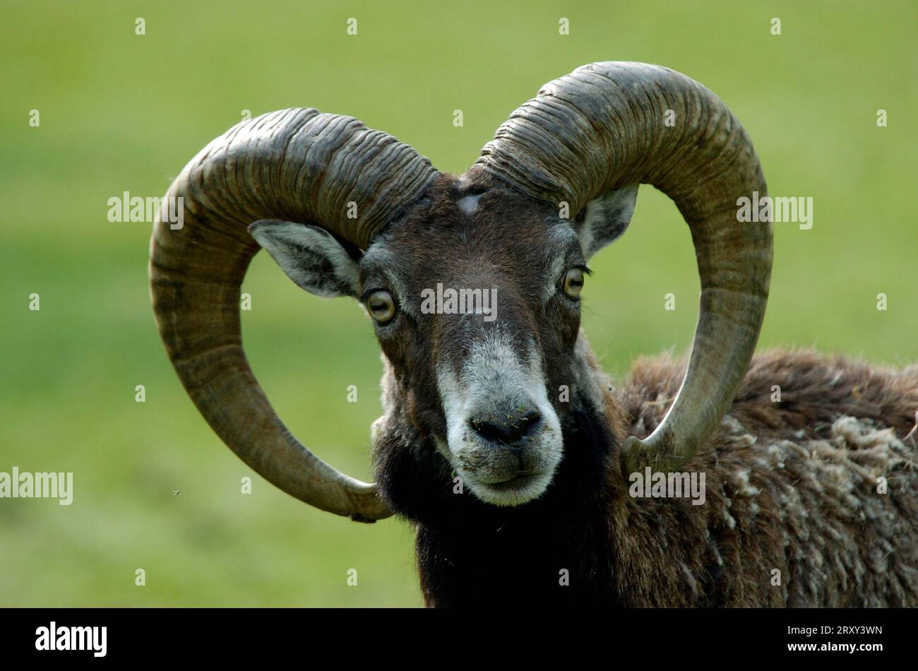Mouflon ram (Ovis ammon) (Ovis orientalis Stock Photo - Alamy