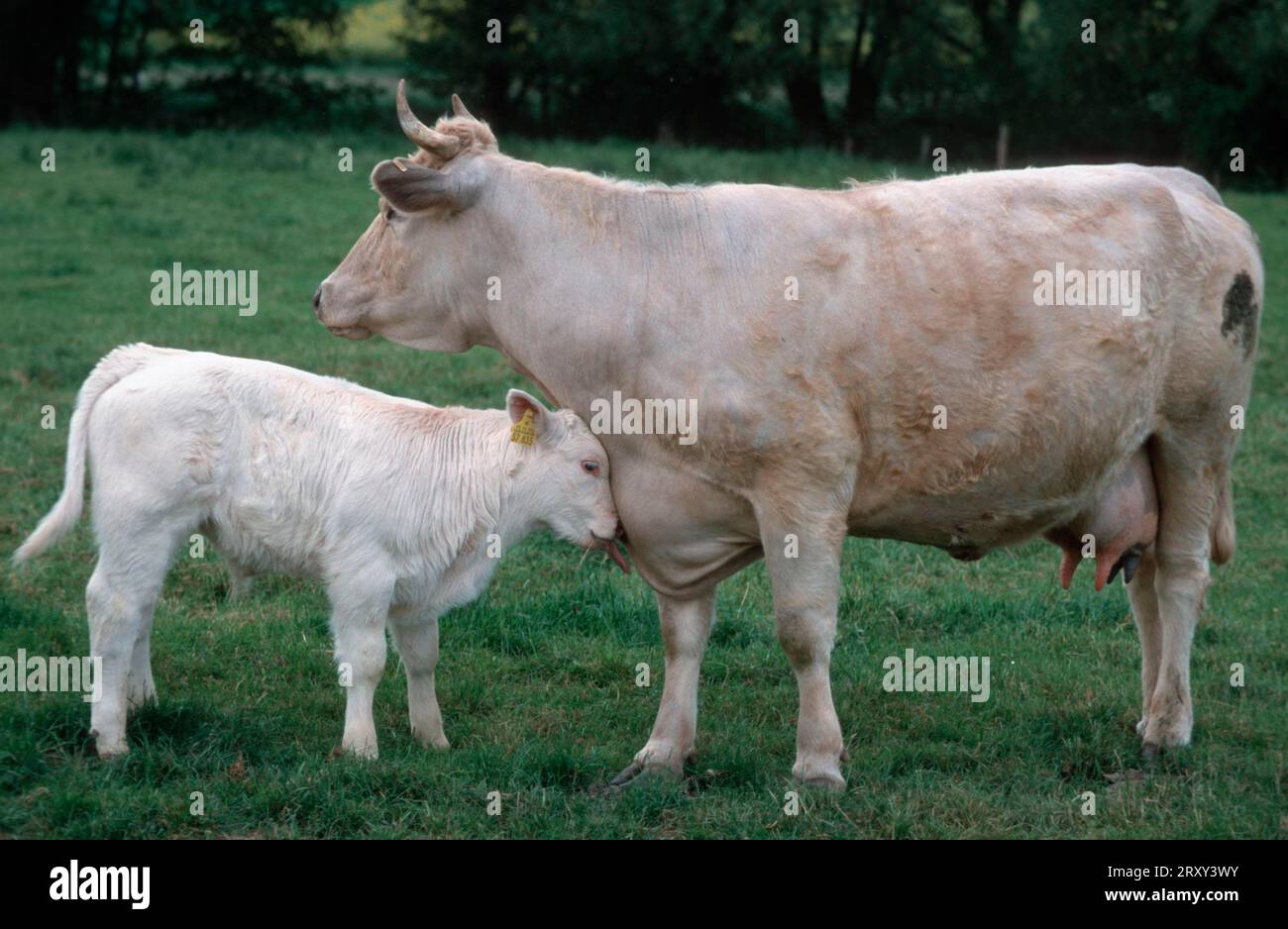 White Park Cattle, cow with calf, Hesse, English Park Cattle, cow with ...