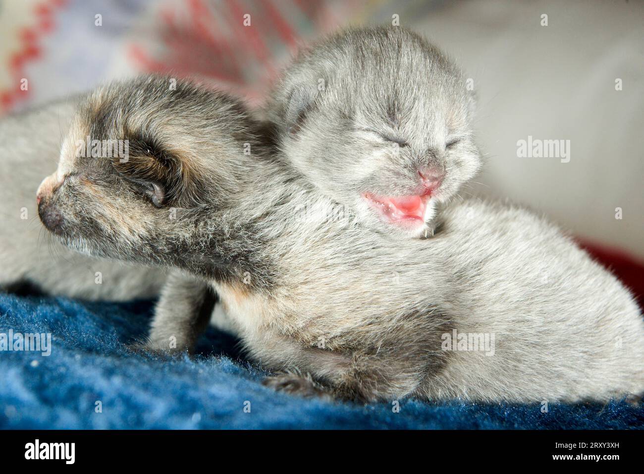 Infant cat hi-res stock photography and images - Alamy