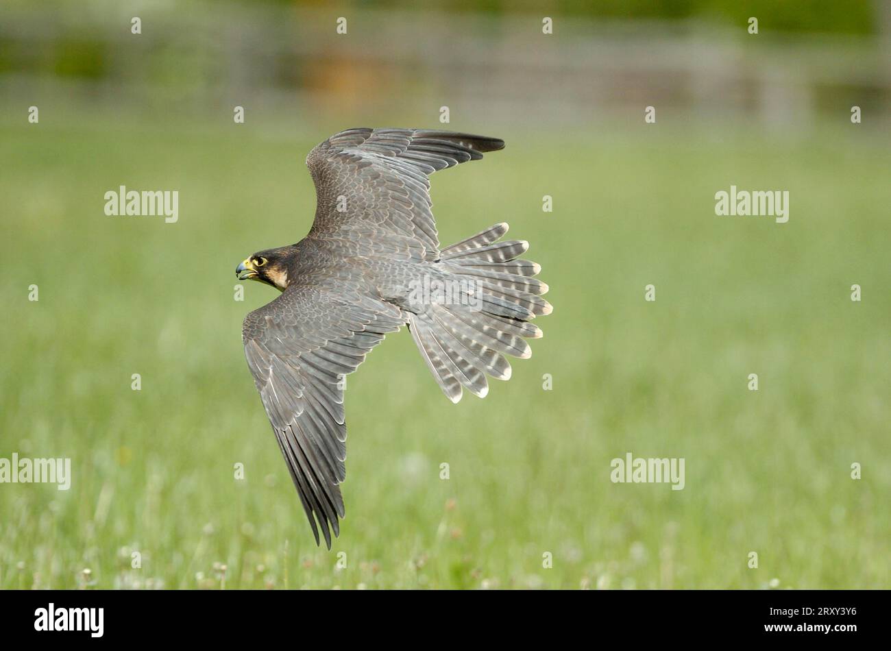 Peregrine falcon Falcon, Hesse, Germany, Peregrine falcon Falcon (Falco peregrinus), releasable ...