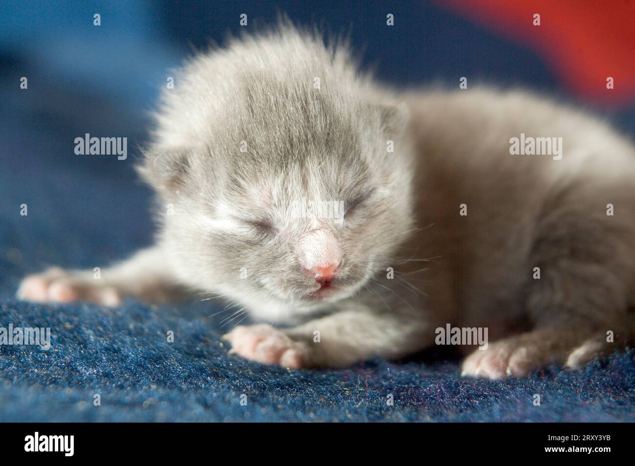 Infant cat hi-res stock photography and images - Alamy