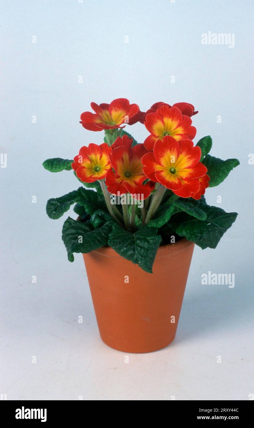 Primrose, primrose (Primula), flowers, garden plants primrose family ...