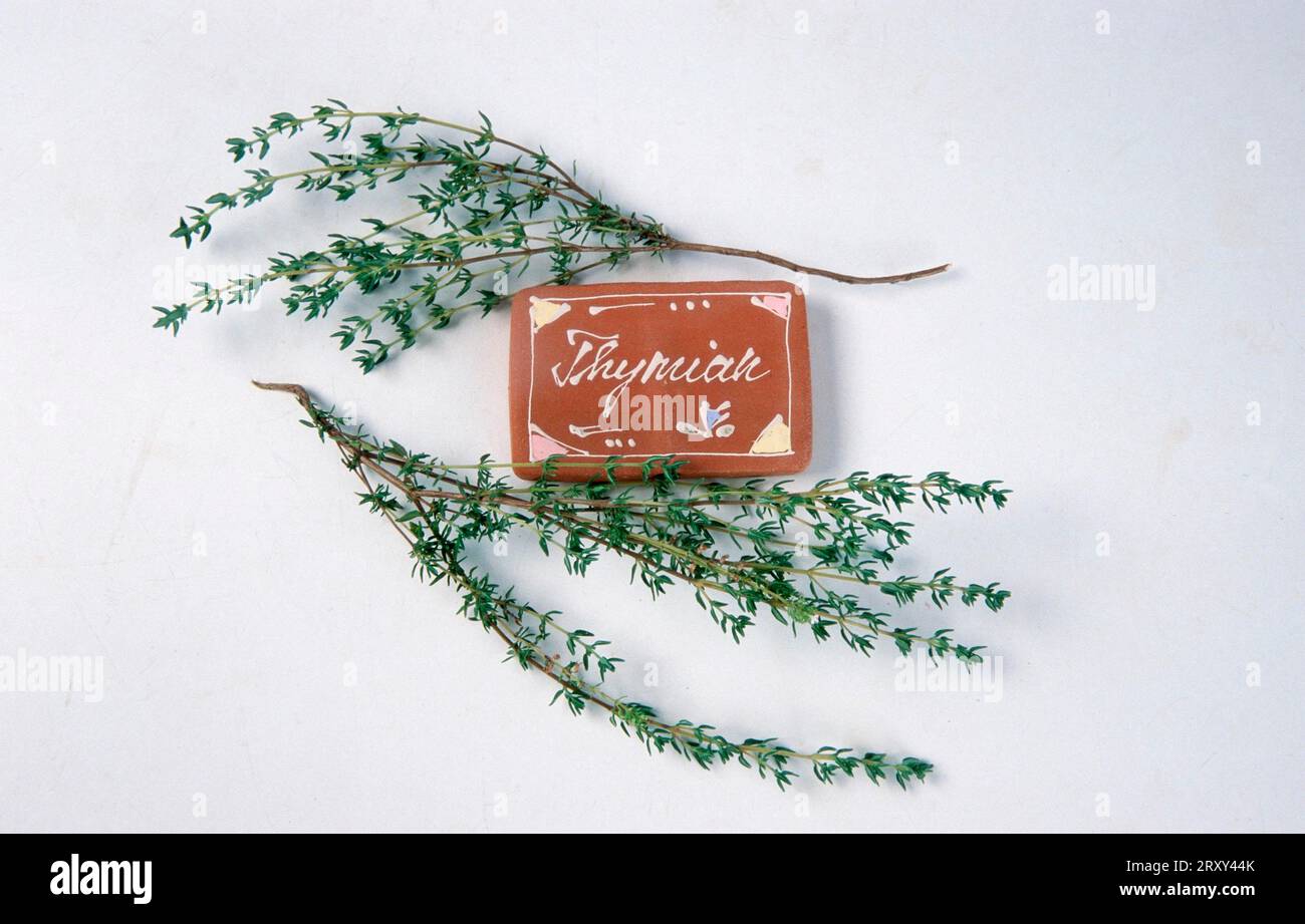 Thyme (Thymus vulgaris), thyme, plants, spice plants, pot herbs ...