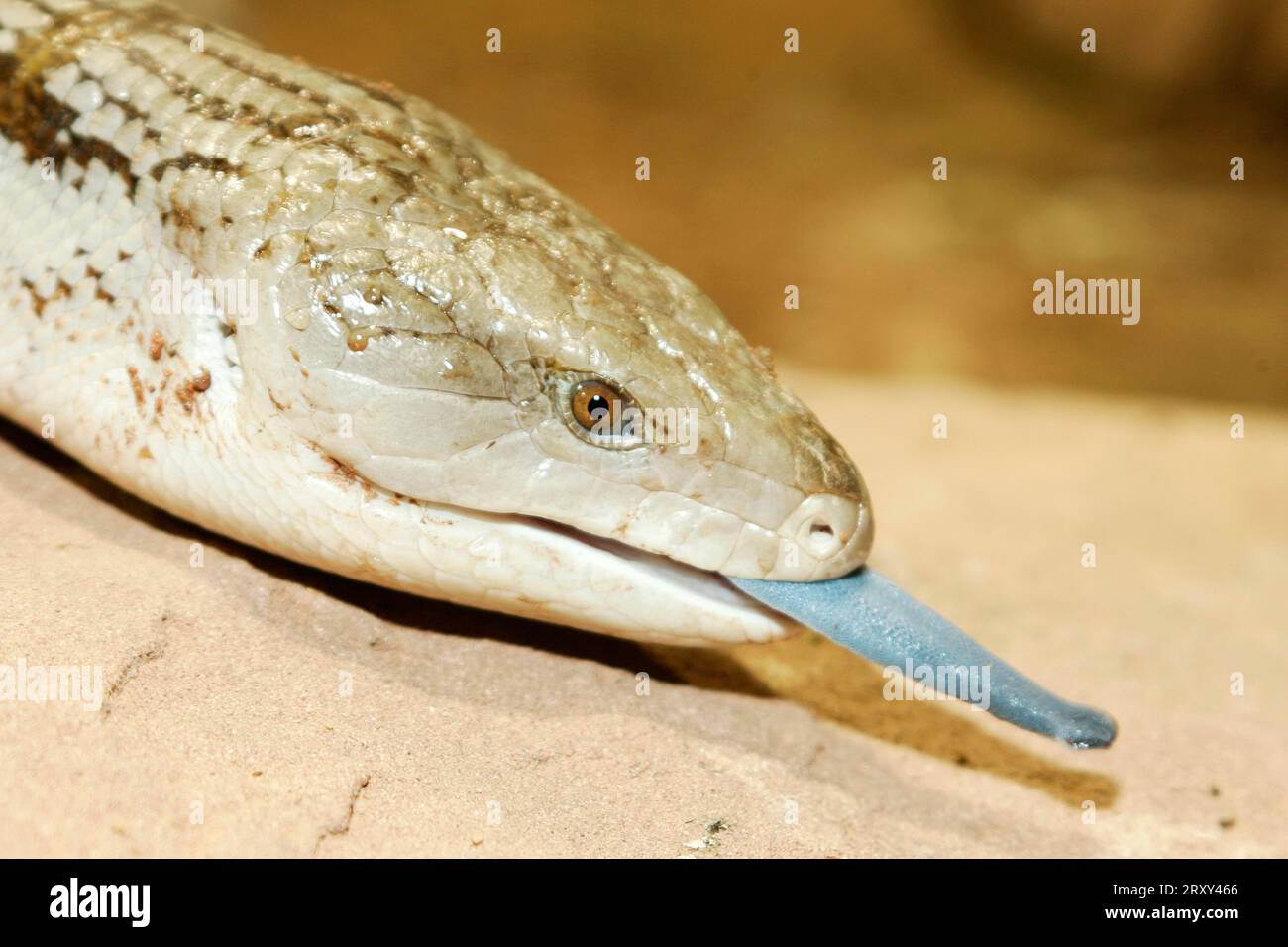 Blue-tongued skink, Tiliqua gigas Stock Photo - Alamy