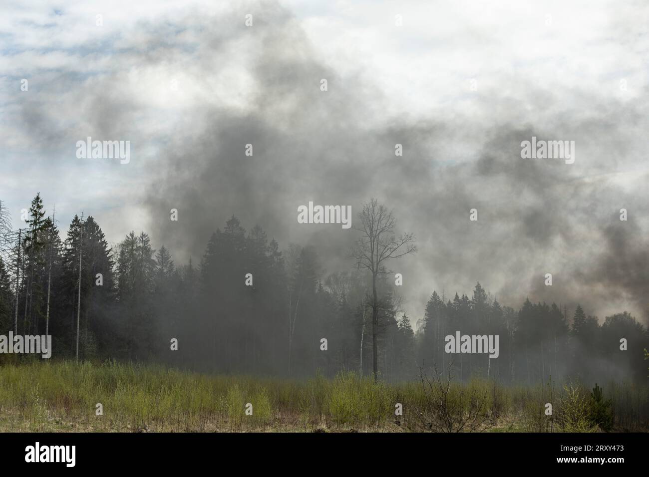 Smoke in woods. Fire in nature. Black smoke in countryside. It's ...