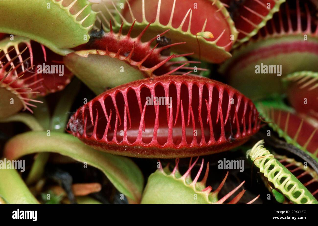 Venus flytrap (Dionaea muscipula Stock Photo - Alamy