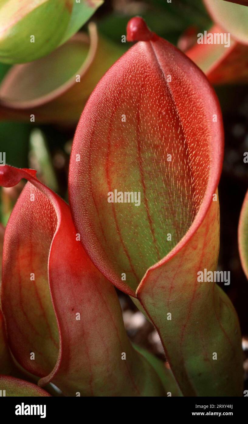 Marsh Pitcher (Heliamphora), swamp pitcher, south america, carnivorous ...