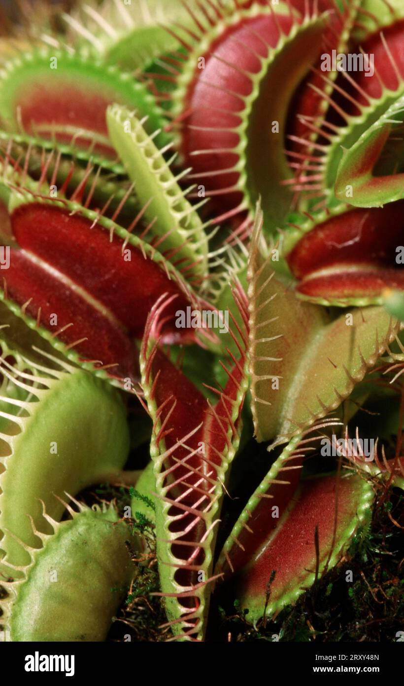 The Venus Fly Trap (Dionaea muscipula), Venus fly trap, ornamental ...