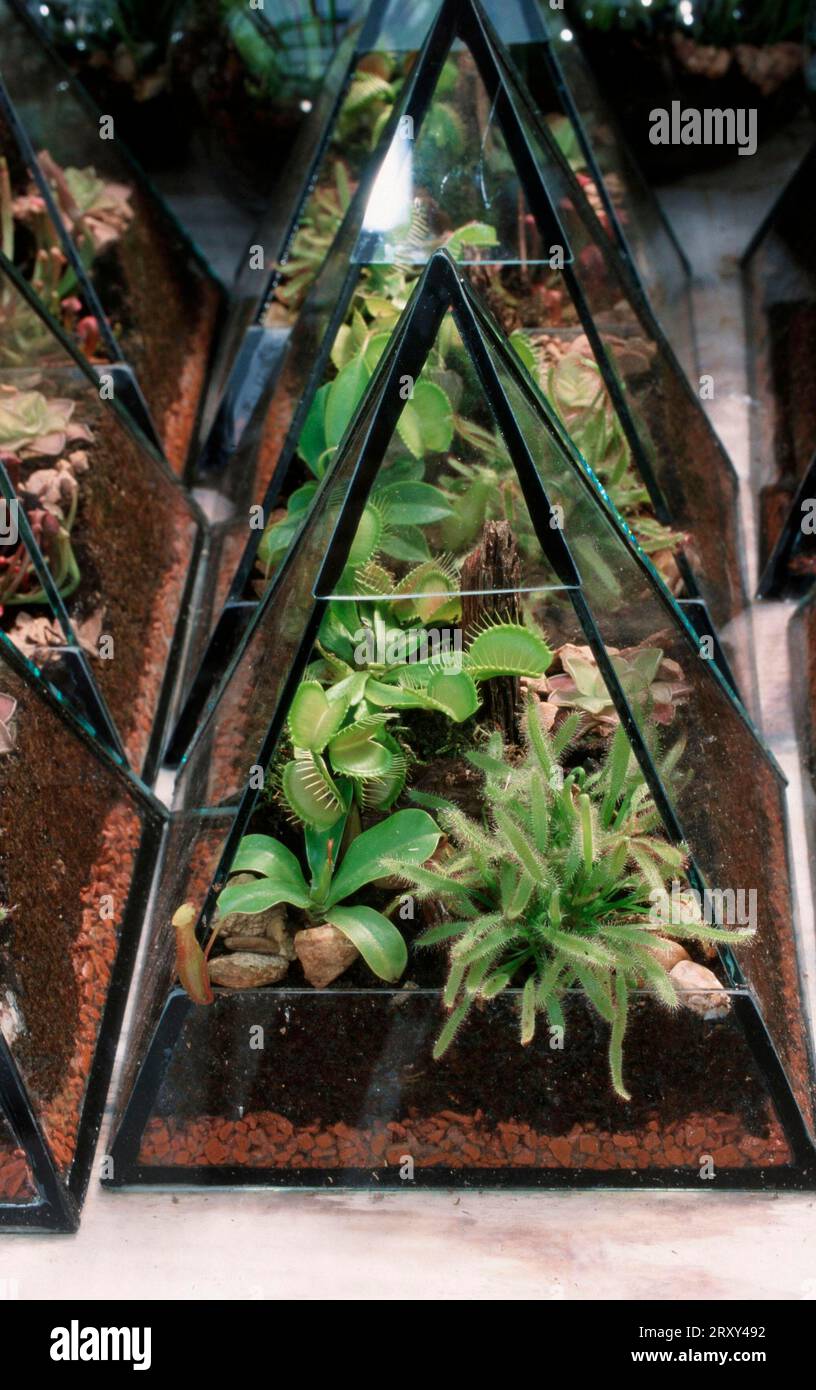 Carnivorous plants glass jar, carnivorous plants in glass jar ...