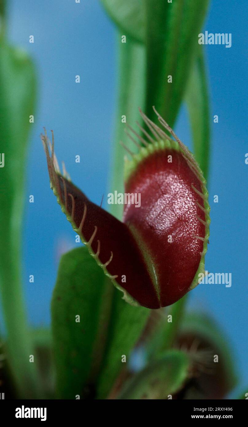 The Venus Fly Trap (Dionaea muscipula), Venus Fly Trap, ornamental ...