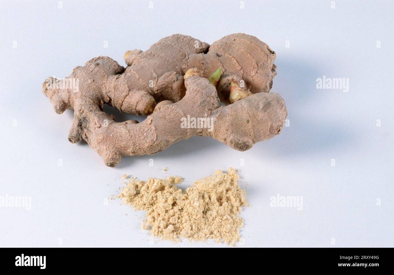 Ginger (Zingiber officinale) and ginger powder, asia, spice plants ...