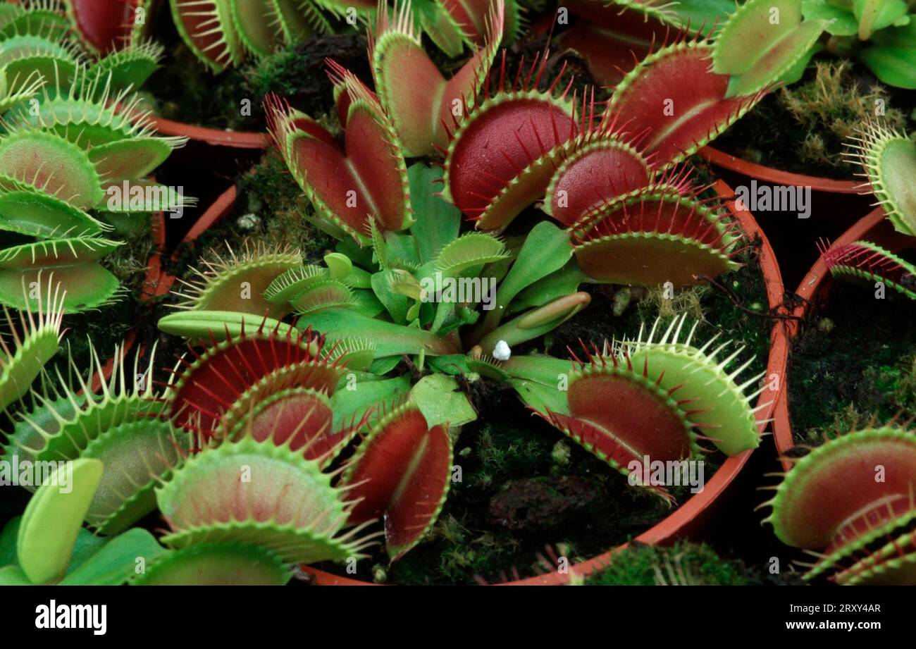 The Venus Fly Trap (Dionaea muscipula), Venus Fly Trap, ornamental ...
