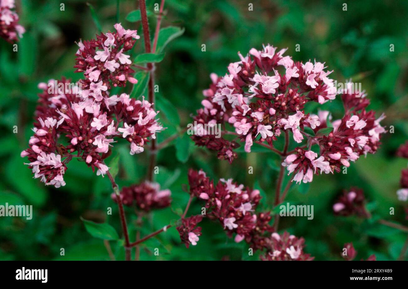Oregano (Origanum vulgare), Dost, europe, flowers, plants, spice plants ...