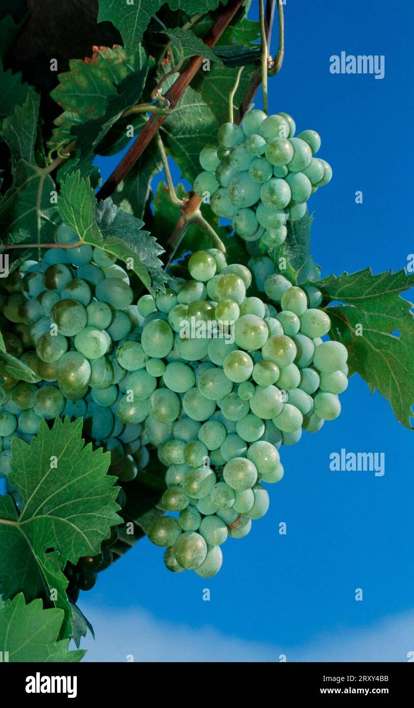 Bunch of grapes (Vitis vinifera), grapes, table grape Theresa, useful plants, fruit, fruit ...