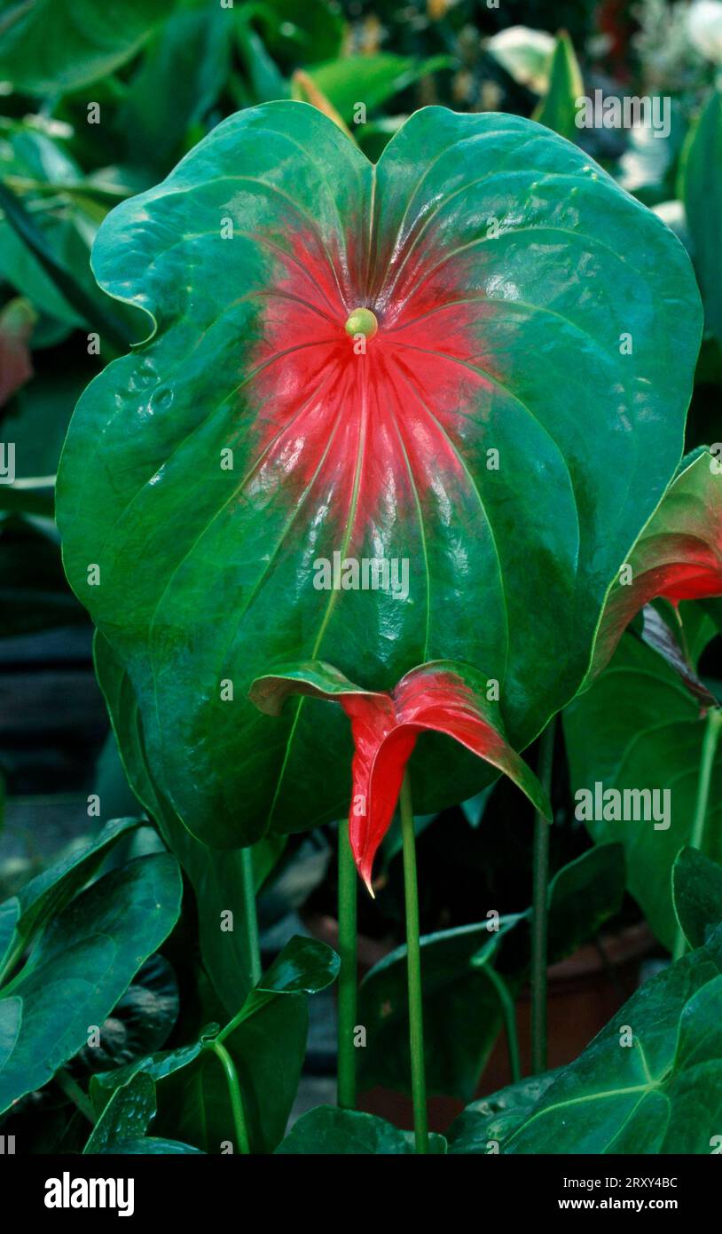 Flamingo (List of Anthurium species) Flower, Great Flamingo Flower ...