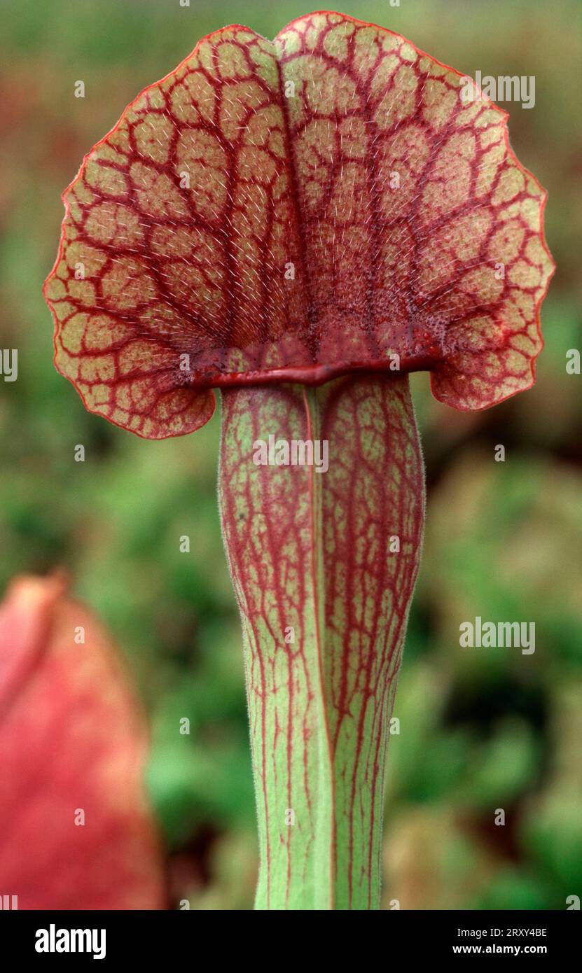 Trumpet pitcher plants hi-res stock photography and images - Alamy