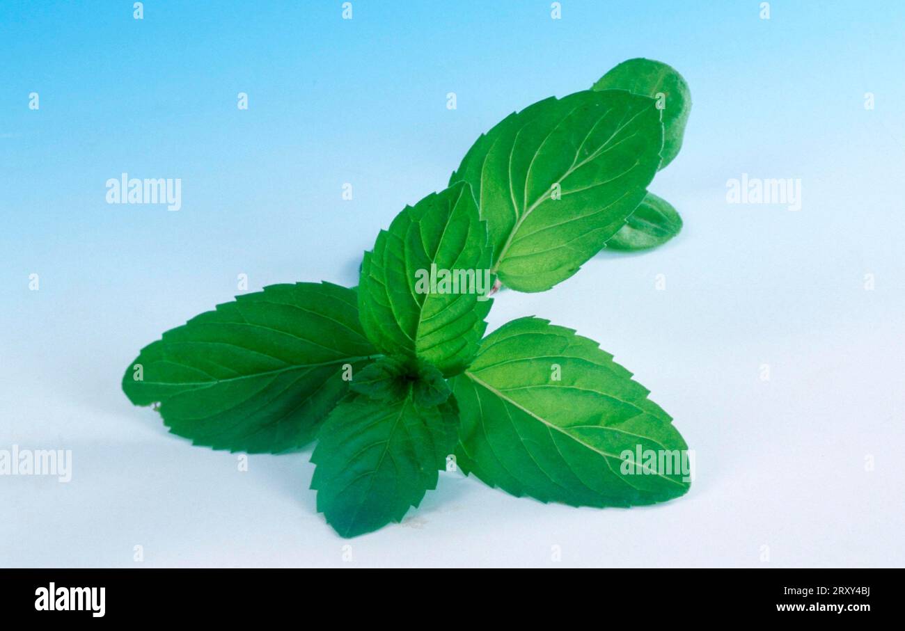 Peppermint, real peppermint (Mentha x piperita Stock Photo - Alamy