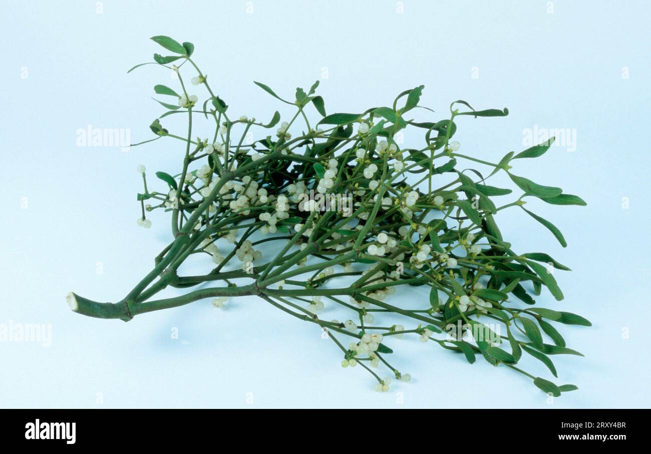 Medicinal mistletoe hi-res stock photography and images - Alamy