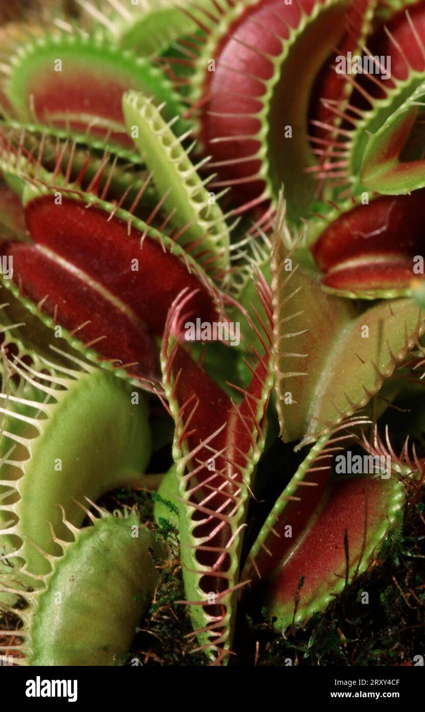 The Venus Fly Trap (Dionaea muscipula), Venus Fly Trap, ornamental ...