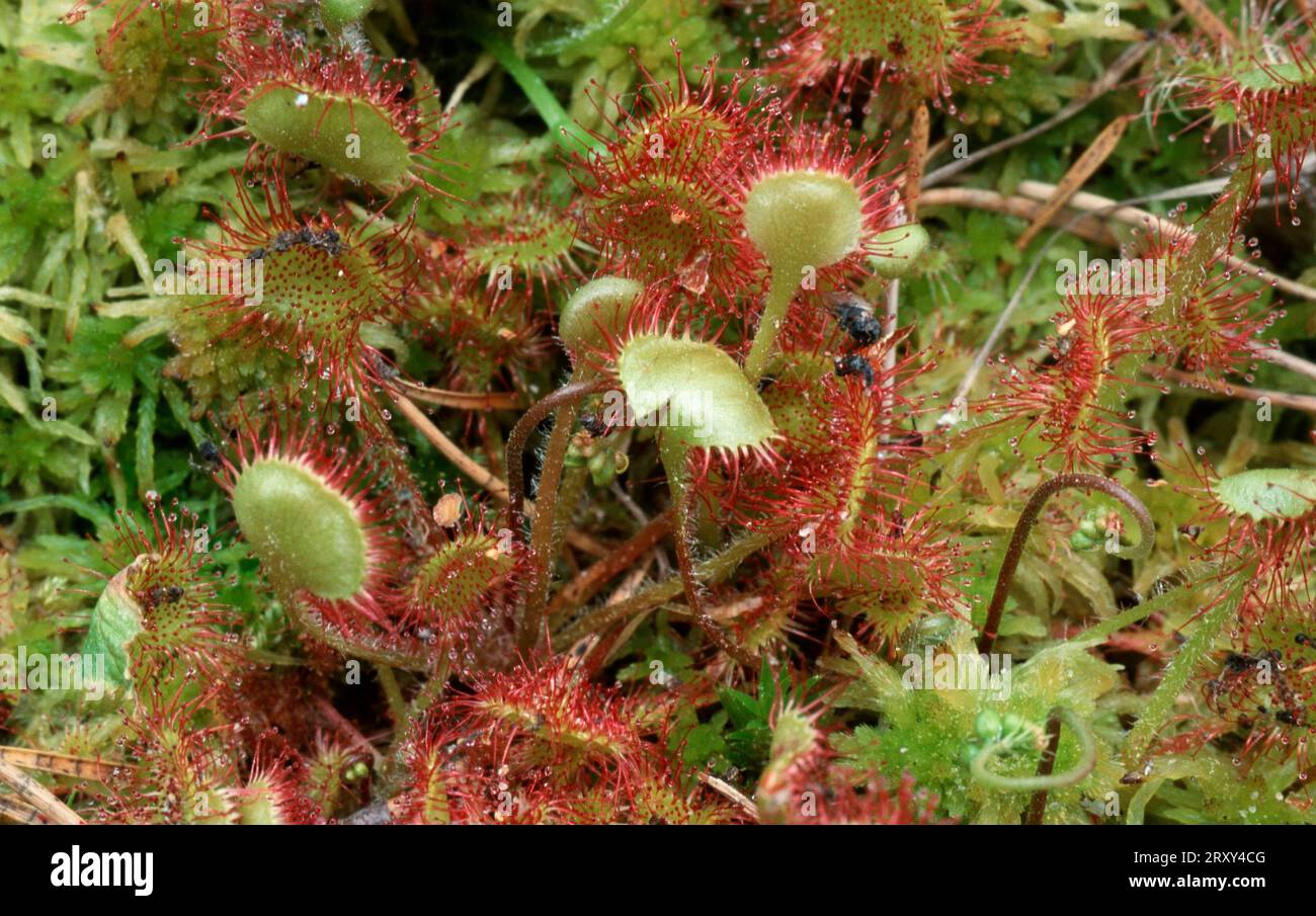 Botany droseraceae common hi-res stock photography and images - Alamy