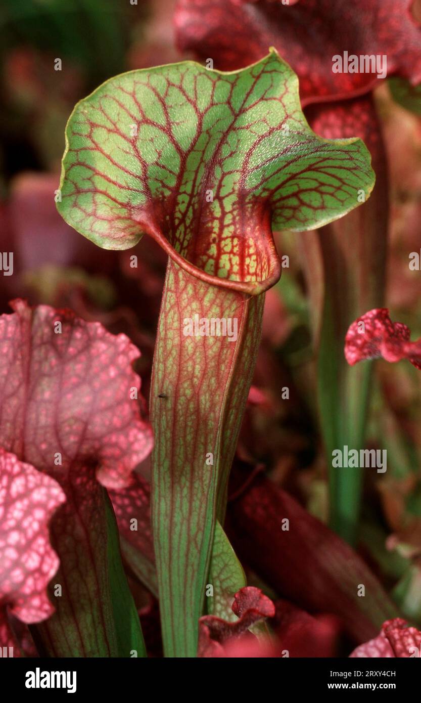 Pitcher, pitcher plant, North America (north america), pitcher plant ...