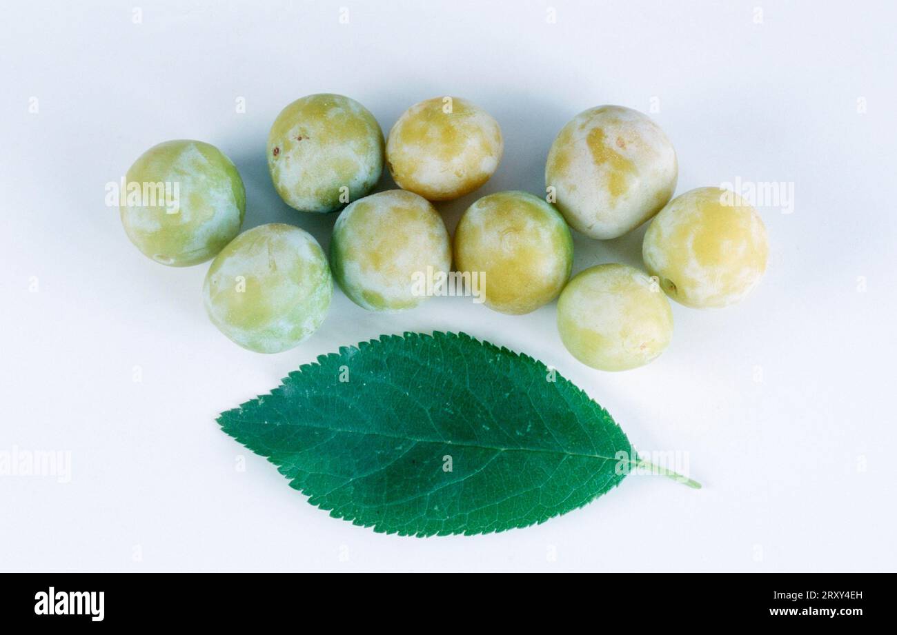 Bullace hi-res stock photography and images - Alamy
