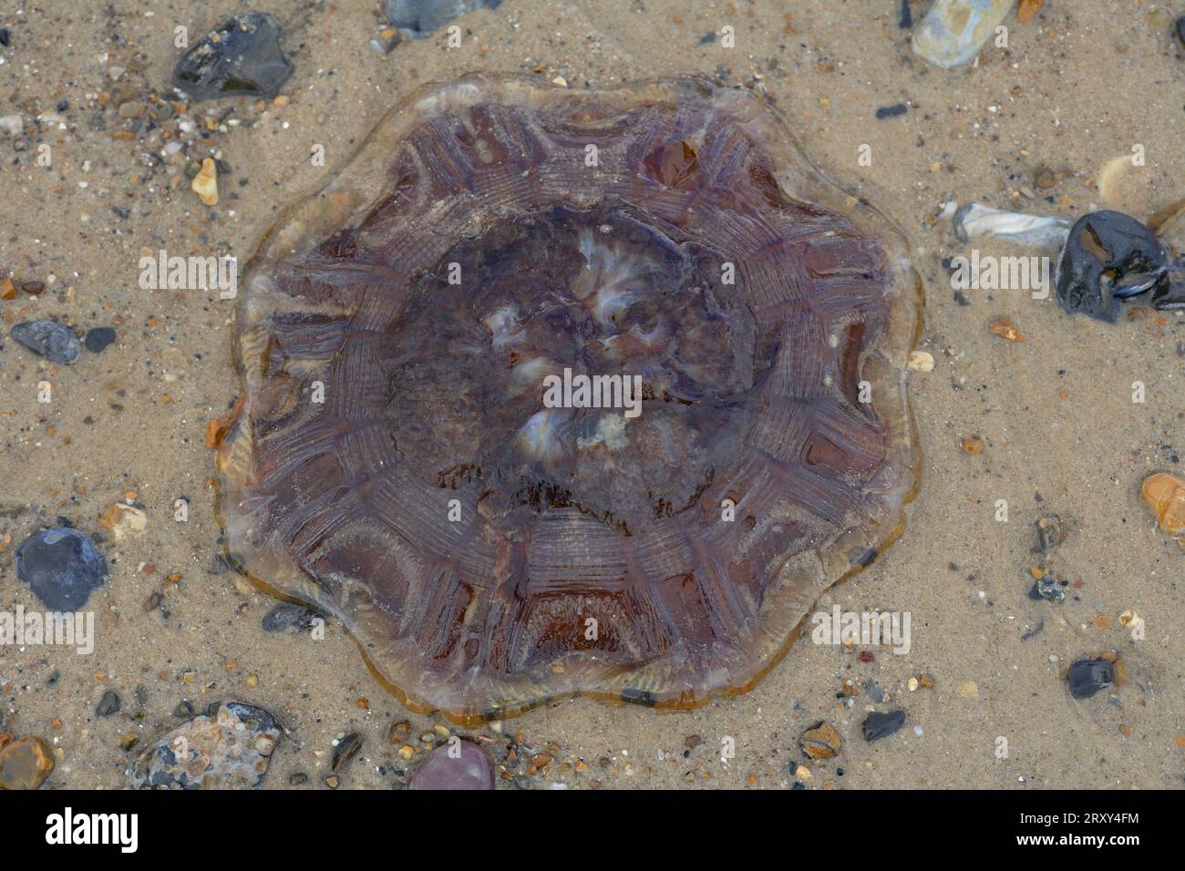 Bluefire Jellyfish (Cyanea lamarkii) beached adult Eccles-on-Sea ...
