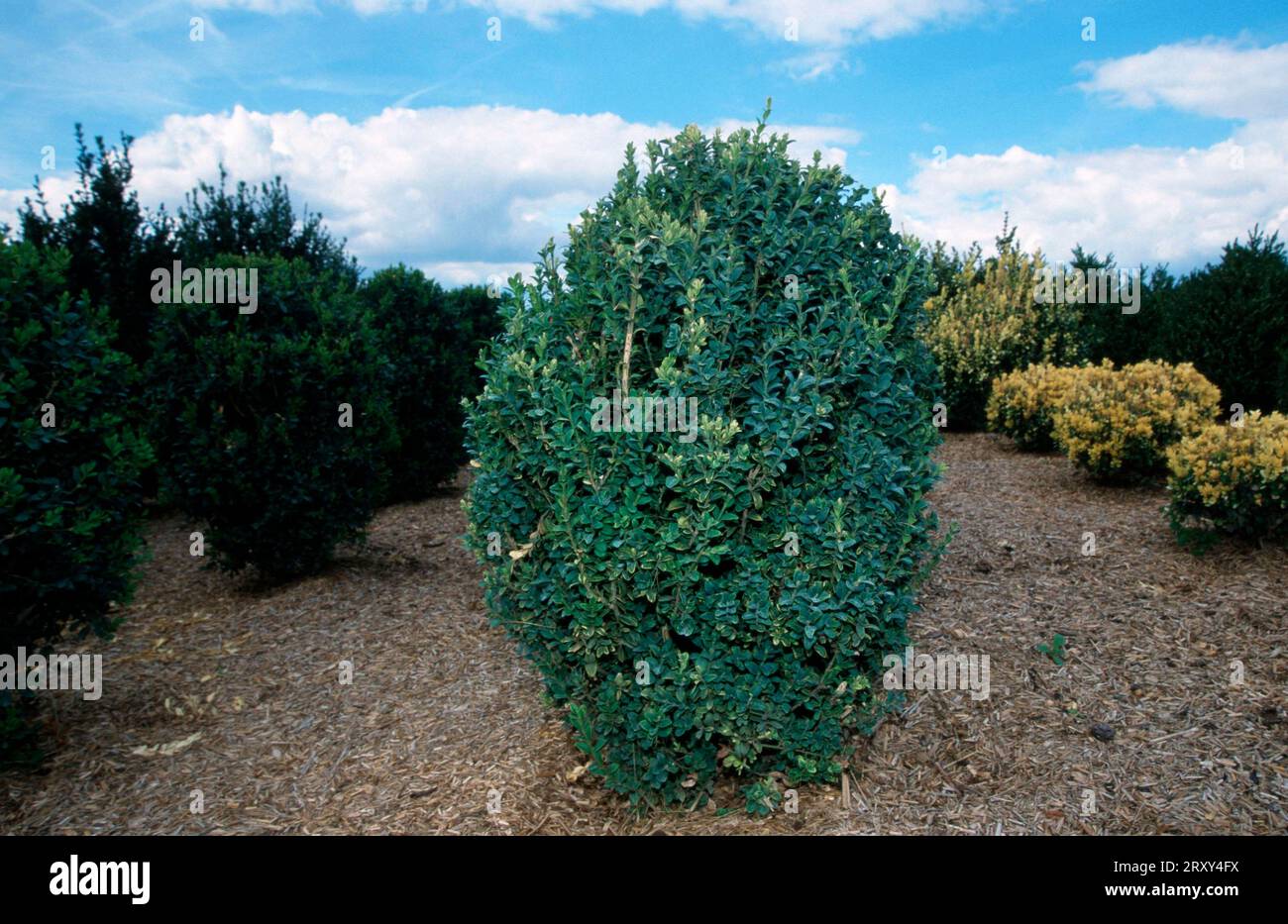 Common box (Buxus sempervirens) Marginata, Box family (Buxaceae Stock ...