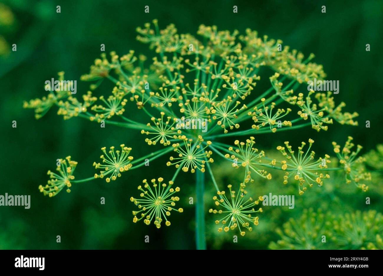 Dill (Anethum graveolens), spice plants, pot herbs, umbellifers ...