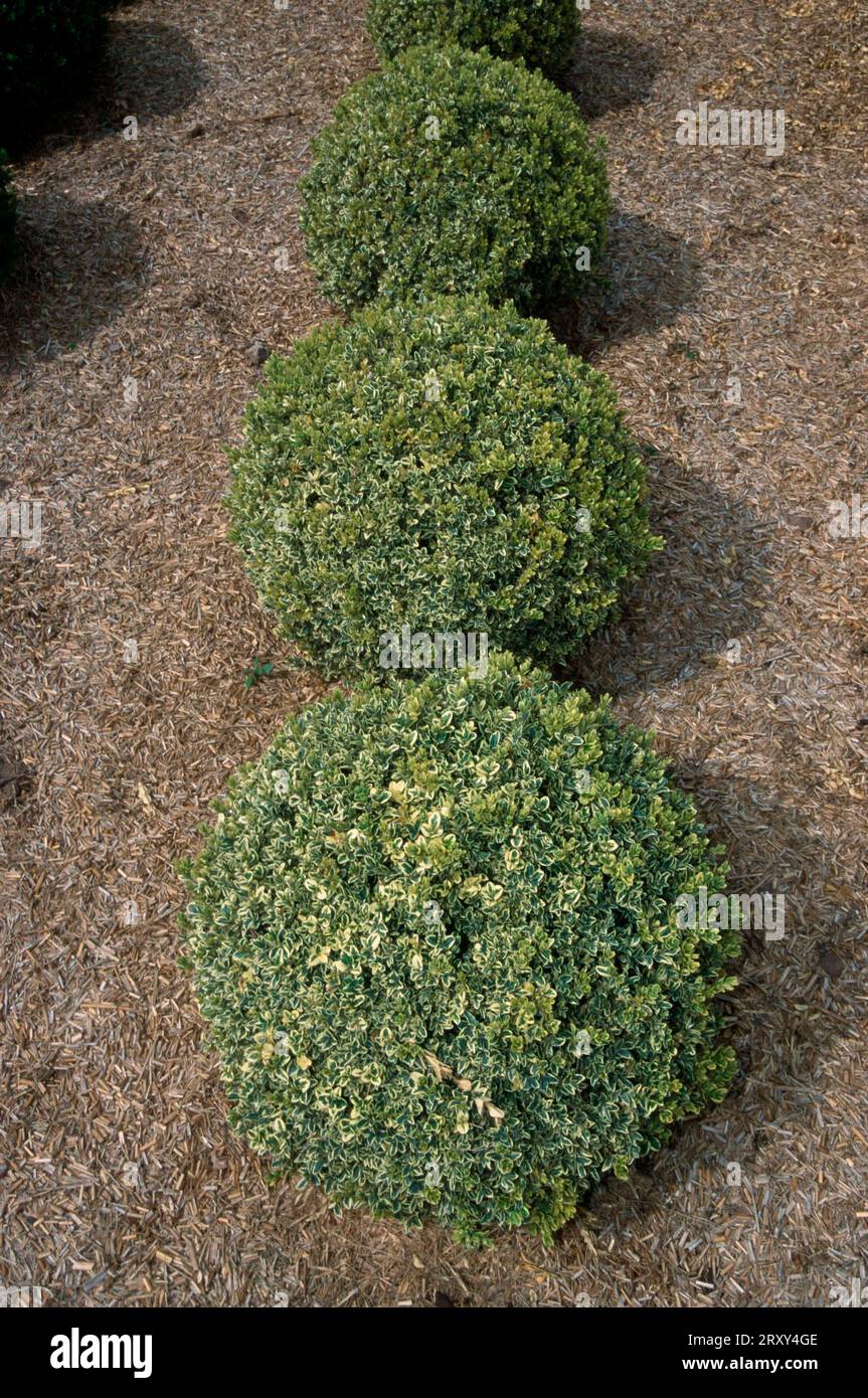 Common box (Buxus sempervirens) Elegantissima, Box family (Buxaceae ...