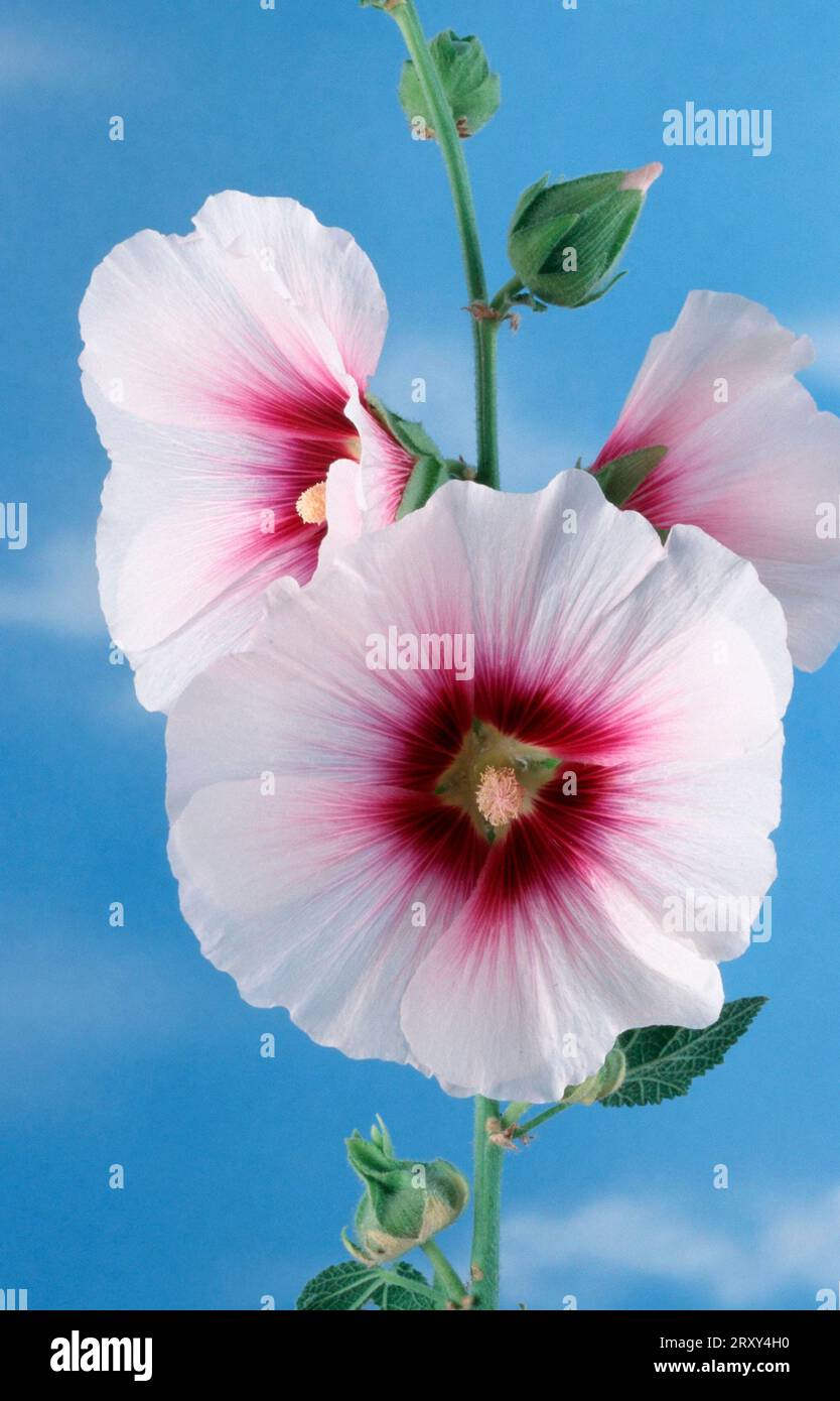 Hollyhock (Alcea rosea hybride) (Althaea rosea hybride Stock Photo - Alamy