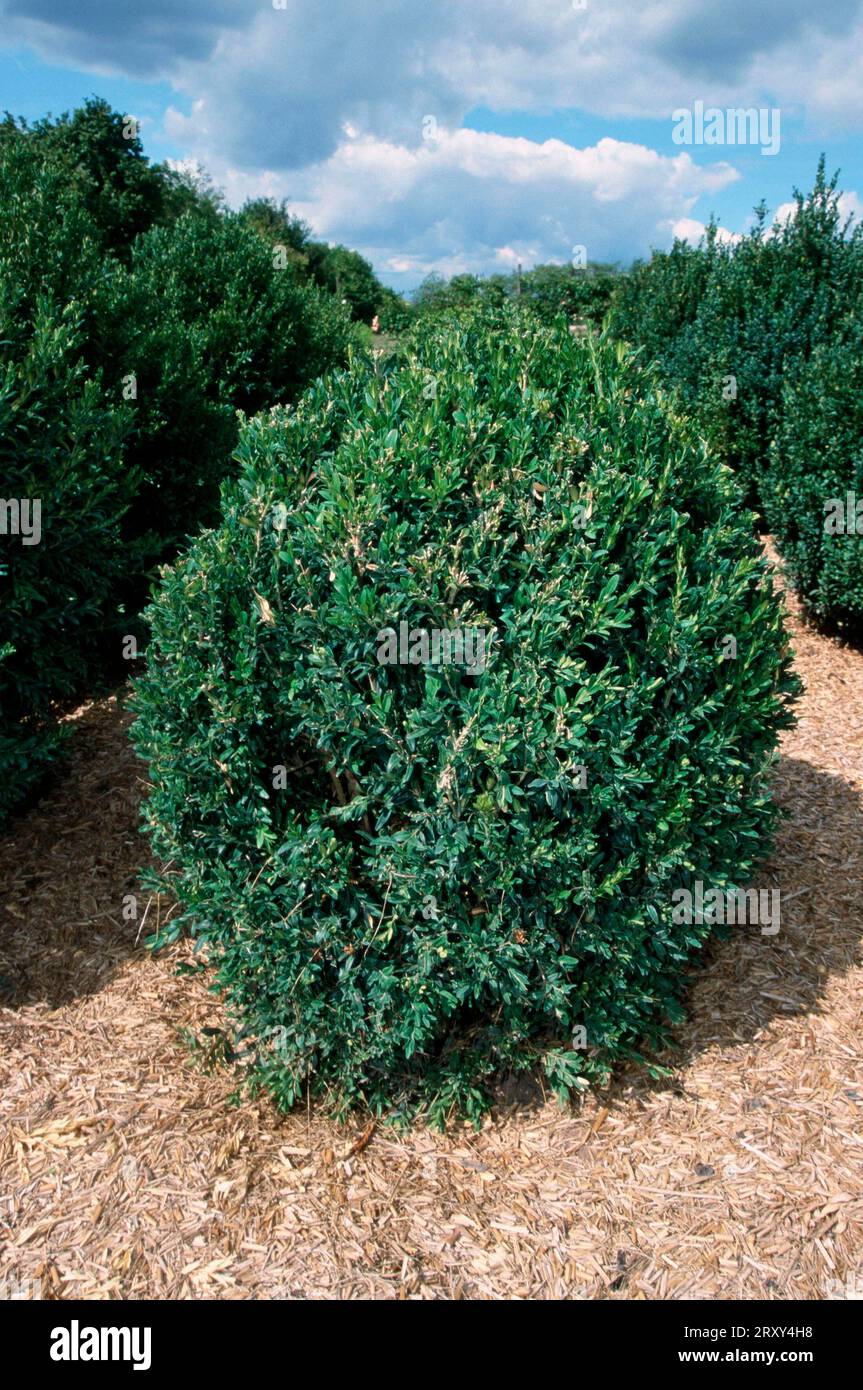 Common box (Buxus sempervirens) 'Blauer Heinz', Common box plants ...