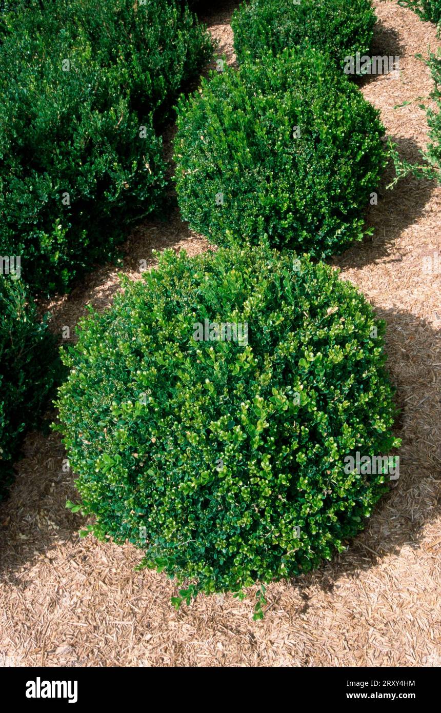 Common box (Buxus sempervirens) 'Augustifolia' Stock Photo - Alamy