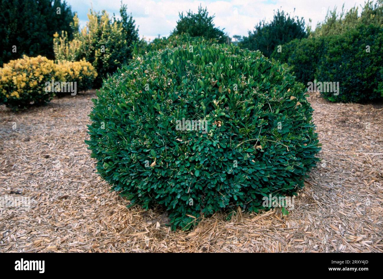 Common box (Buxus sempervirens) 'Green Gem', Box tree plants (Buxaceae ...