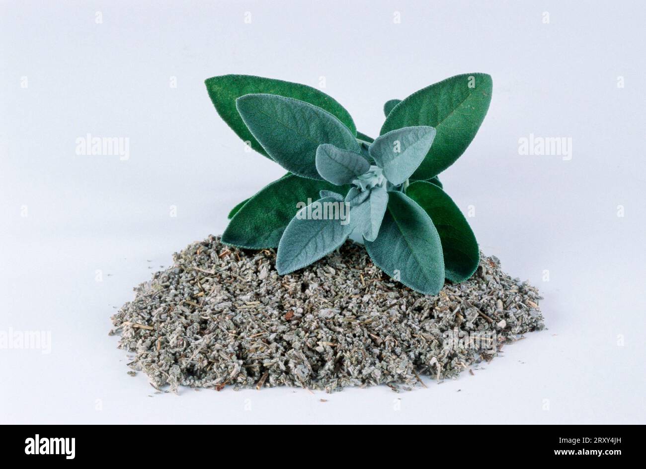 Common Sage, dried and fresh leaves, dried Common sage (Salvia ...