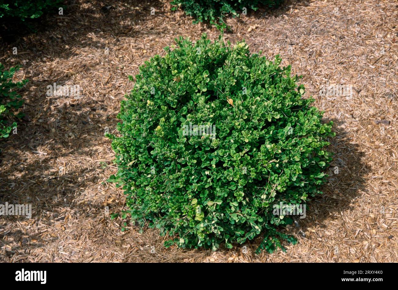 Japanese boxwood 'Japonica Stock Photo - Alamy