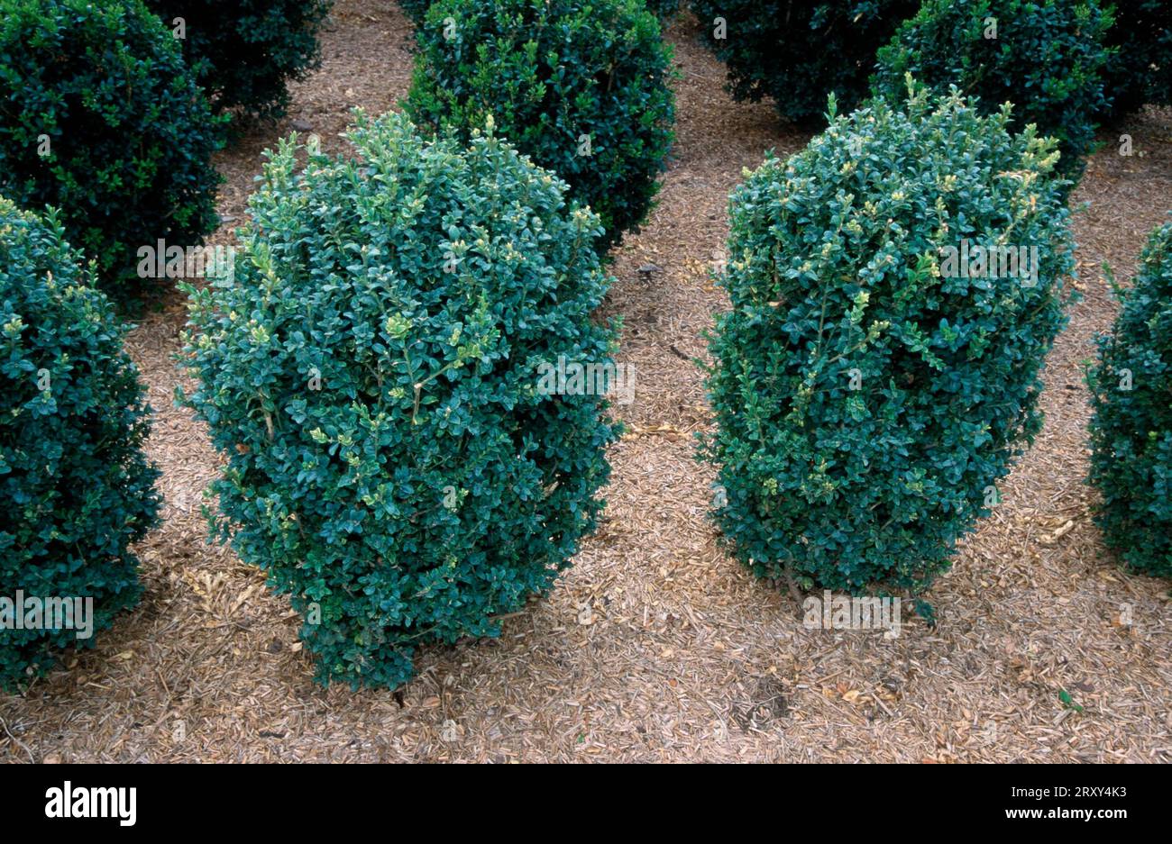 Common box (shrubs) Marginata, boxwood (Buxus sempervirens) Marginata ...