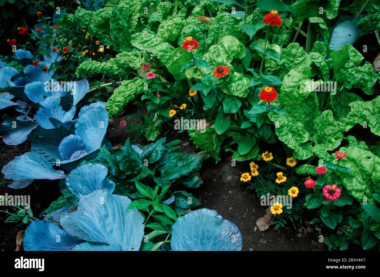 Vegetable patch with red cabbage and chard Stock Photo - Alamy