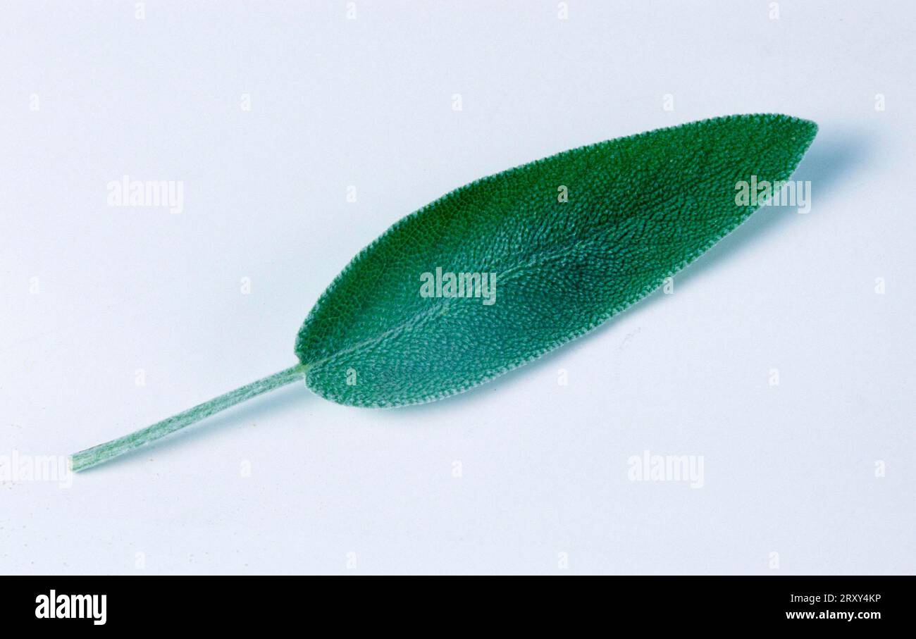 Common Sage, Sage (Salvia officinalis), leaf, spice plants, pot herbs ...