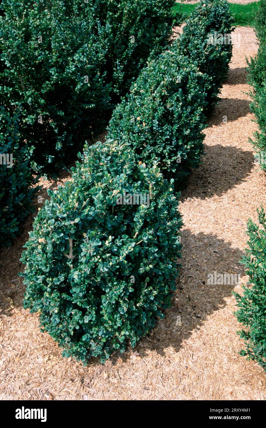 Common box (Buxus sempervirens) 'Rotundifolia Stock Photo - Alamy