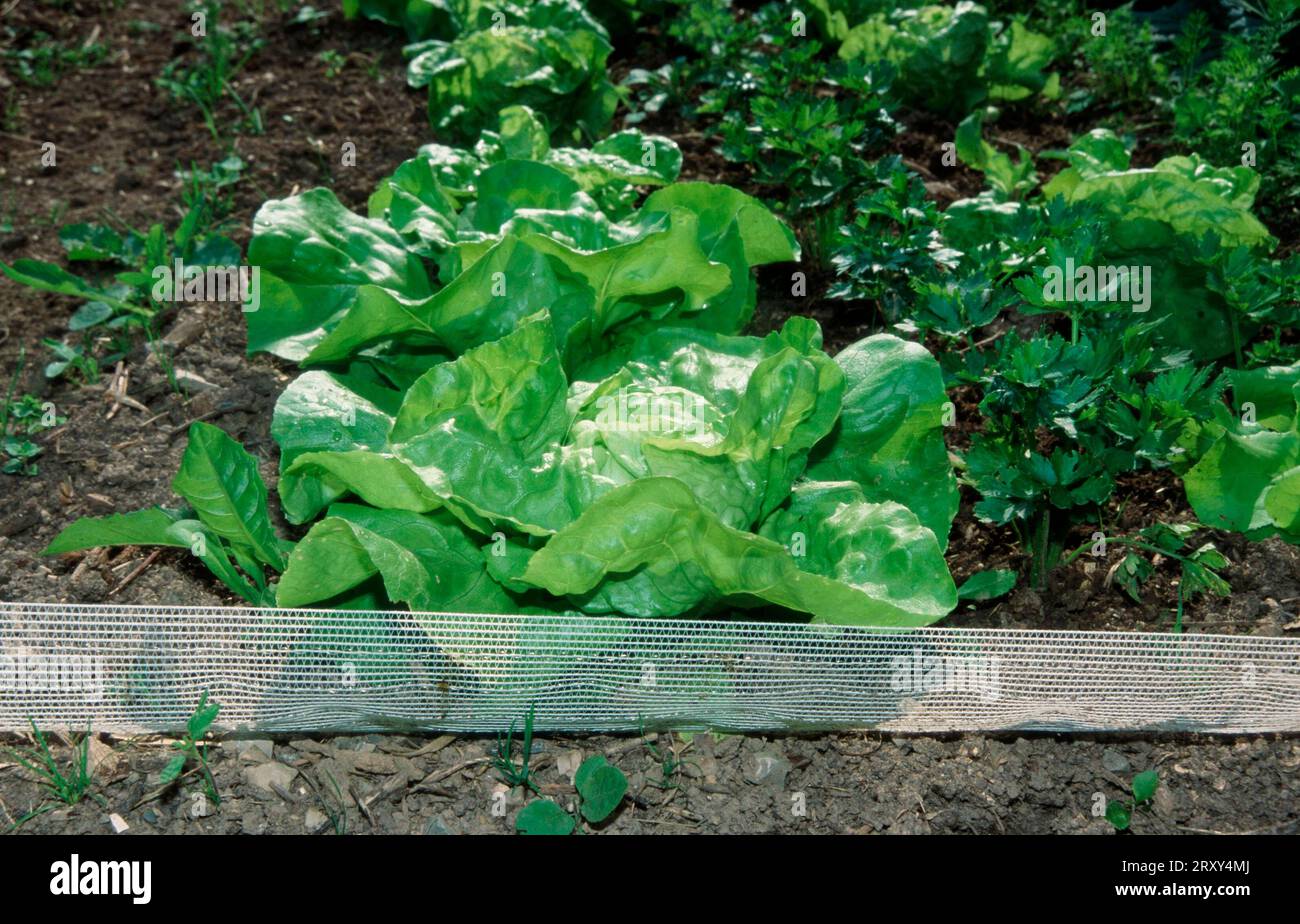 Bed with salad and snail fence, vegetable bed Stock Photo - Alamy
