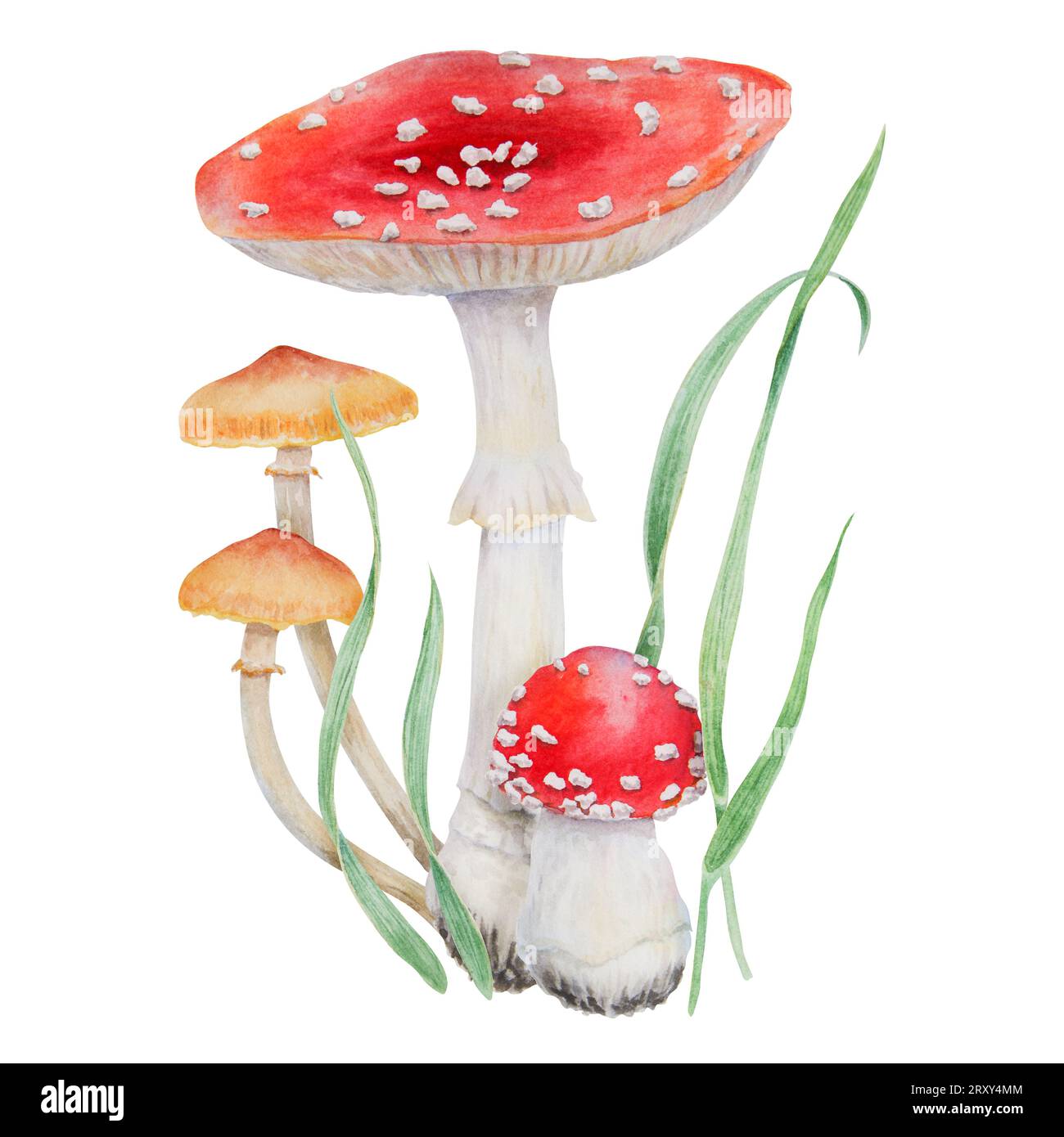 Red Fly Agaric Galerina Marginata And Green Grass Watercolor Hand