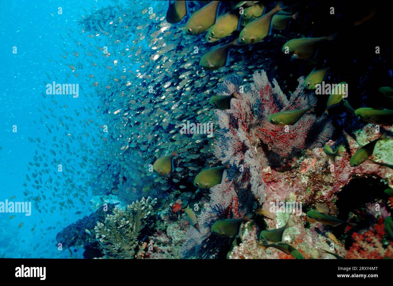 Cave Sweeper, Red Sea (Pempheris vanicolensis Stock Photo - Alamy