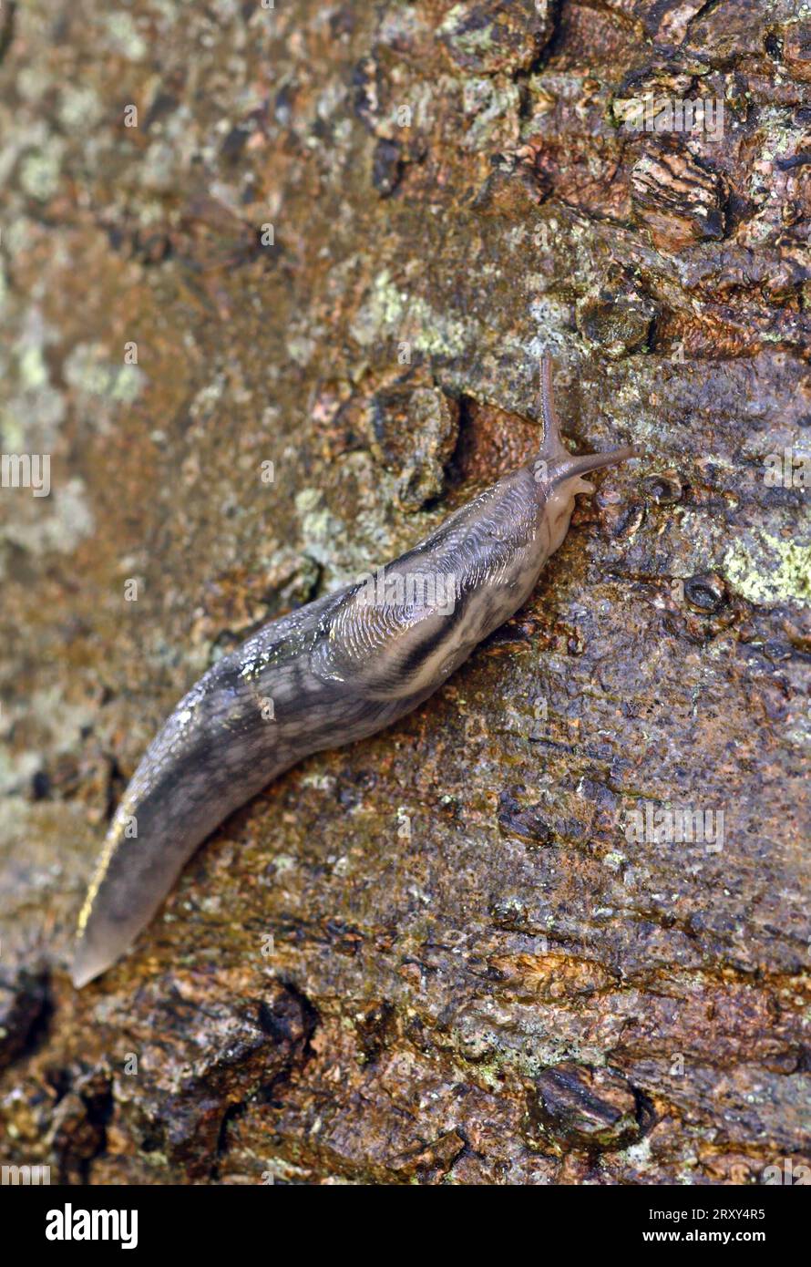 Tree Slug (Limax marginatus) adult on damp tree trunk Eccles-on-Sea ...