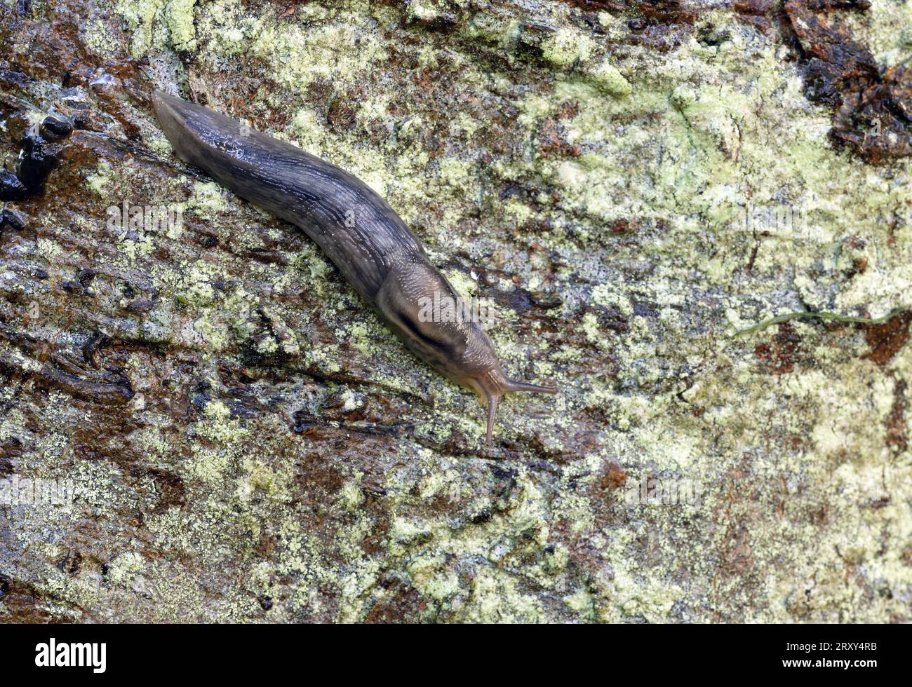 Tree Slug (Limax marginatus) adult on damp tree trunk Eccles-on-Sea ...