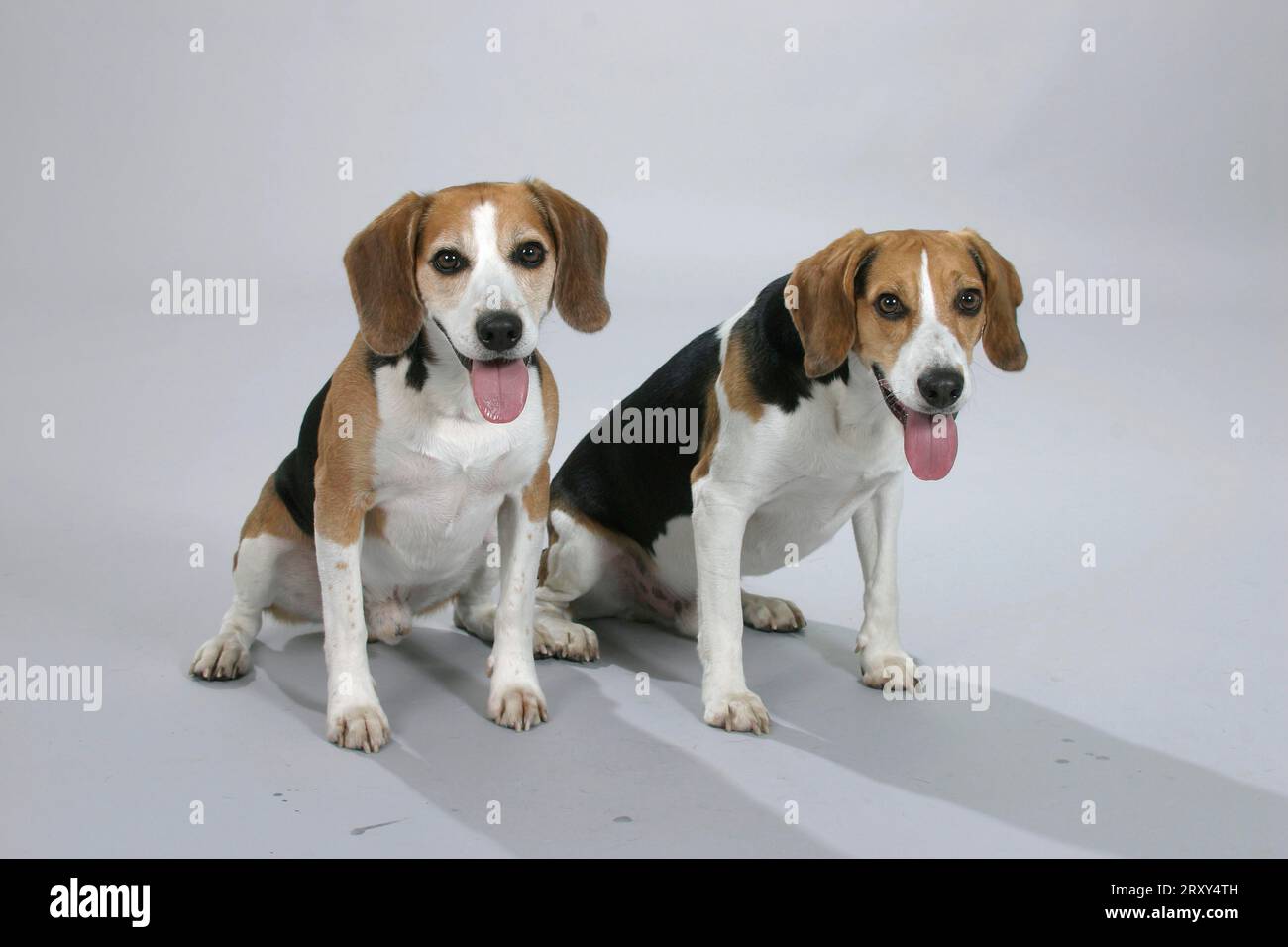 Couple beagles hi-res stock photography and images - Alamy