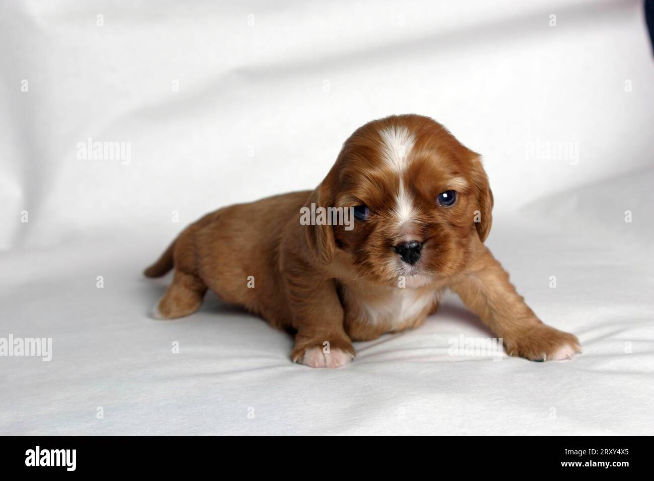 Cavalier King Charles Spaniel, ruby, puppy, 19 days, Cavalier King ...