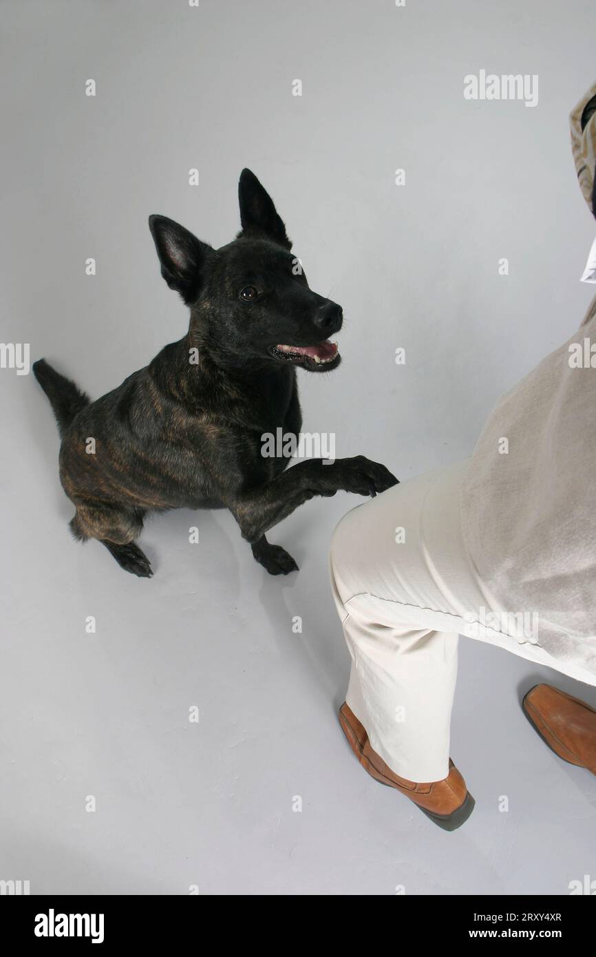 Dutch Shepherd, dog dancing, Hollandse Herder, Dutch Shepherd ...