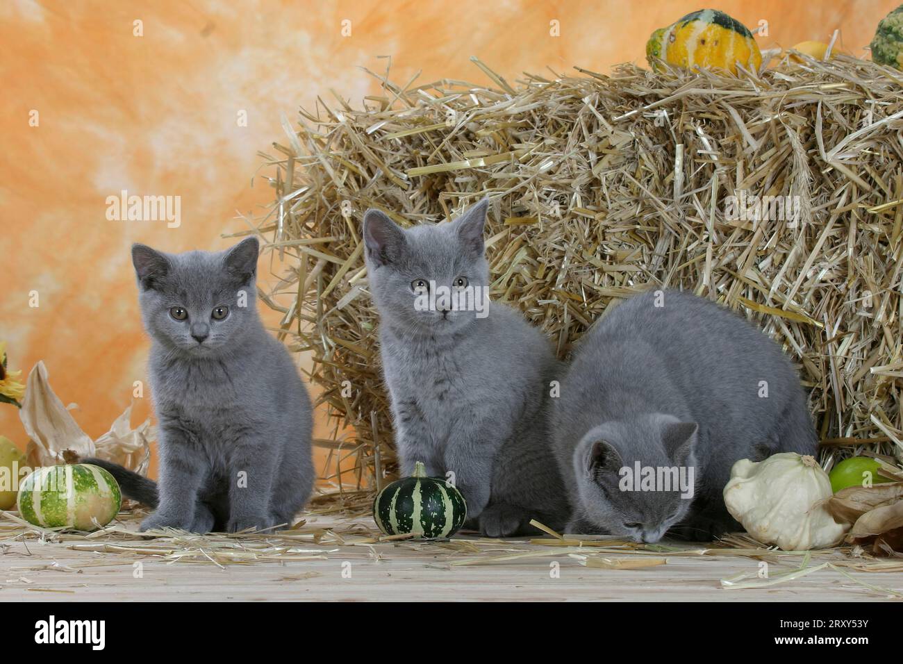 British Shorthair Cats, kittens, blue, British Shorthair Cats, kittens ...