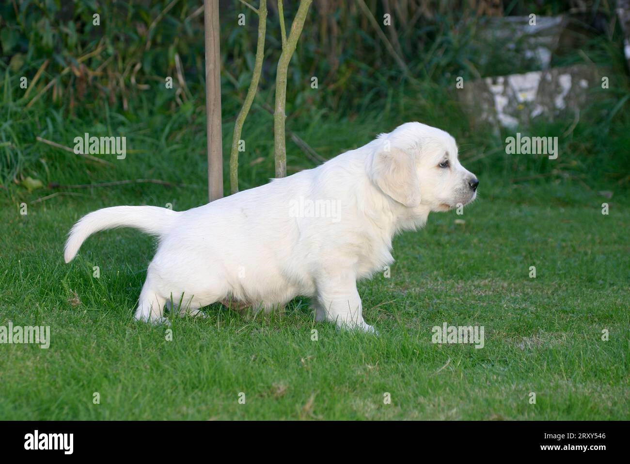 Golden Retriever, puppy, 7 weeks, puppies, 7 weeks, mammals, mammals ...